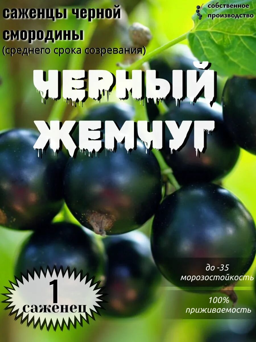Смородина "Черный жемчуг"