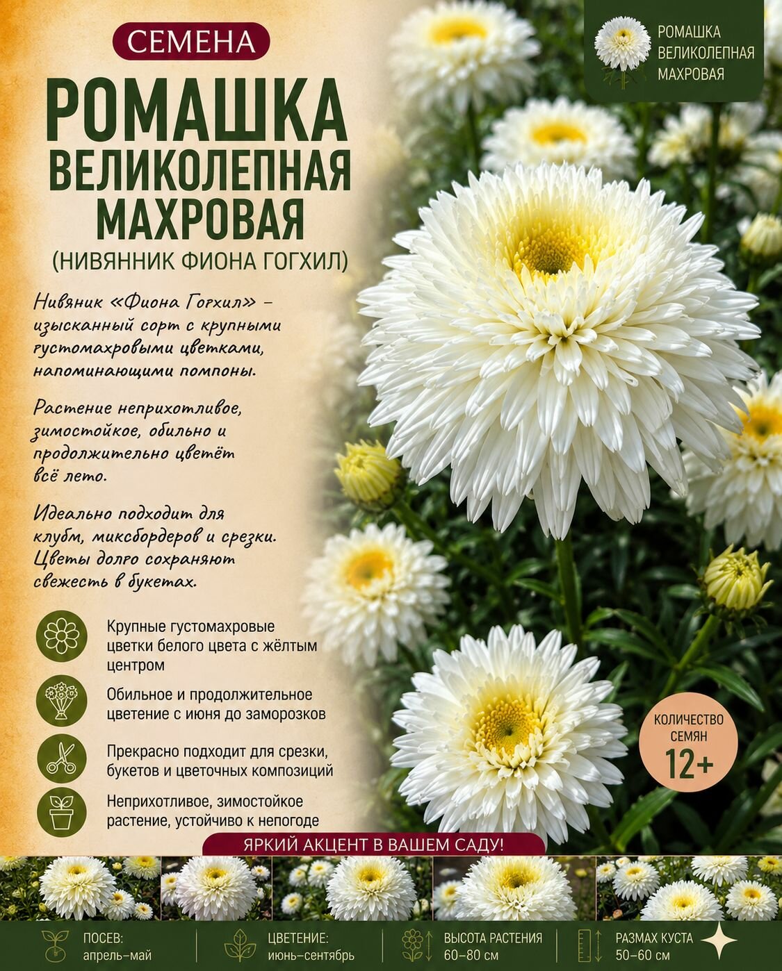Ромашка великолепная махровая (нивянник фиона гогхил), семена сбор 2025, многолетняя