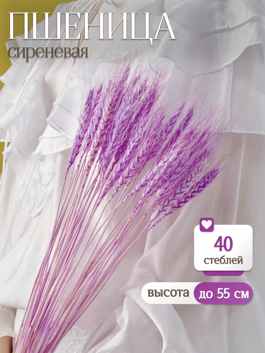 Пшеница сиреневая 40 шт, сухоцветы для декора и интерьера