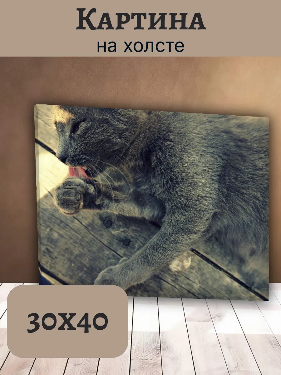 Картина Кот Кошка Cat 30x40 серая на деревянном полу