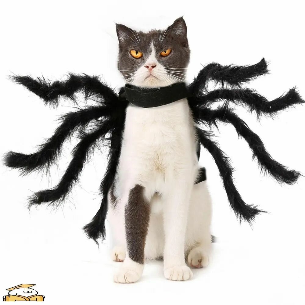 Одежда для животных