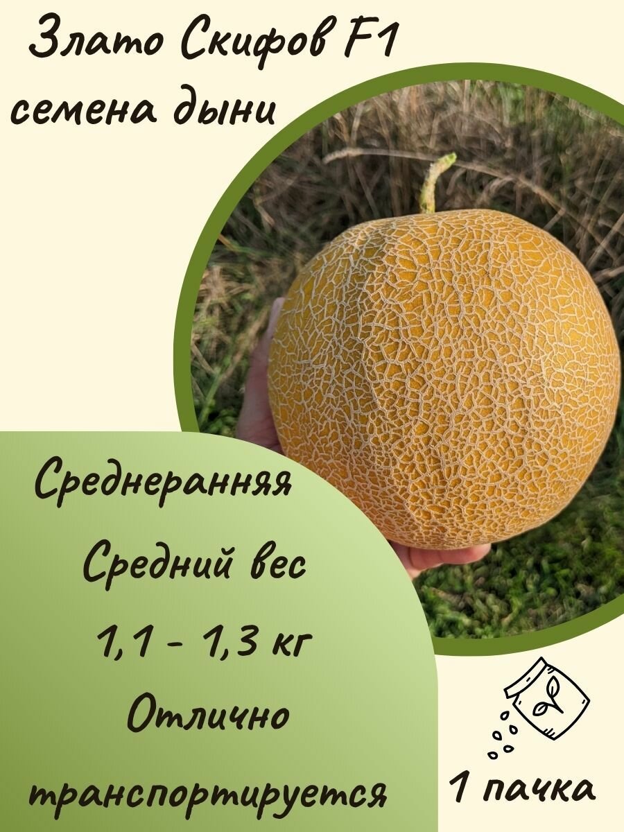 Семена дыни Злато Скифов F1, 10 шт. семян