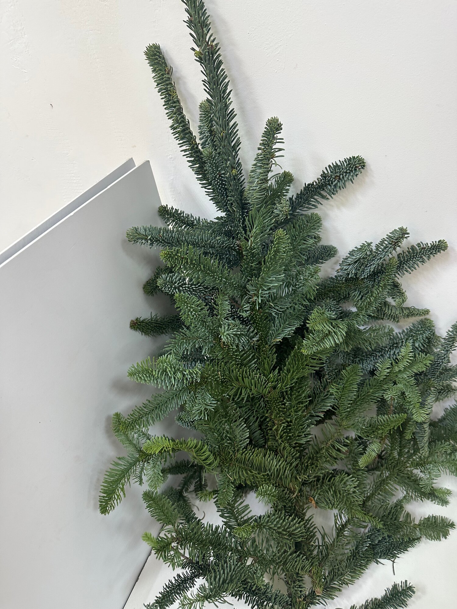 Нобилис живое растение