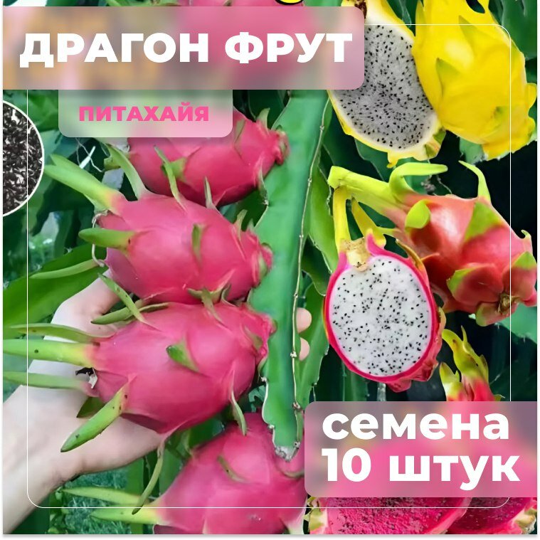 Драгон фрут (питахайя) экзотический фрукт, семена 10 штук
