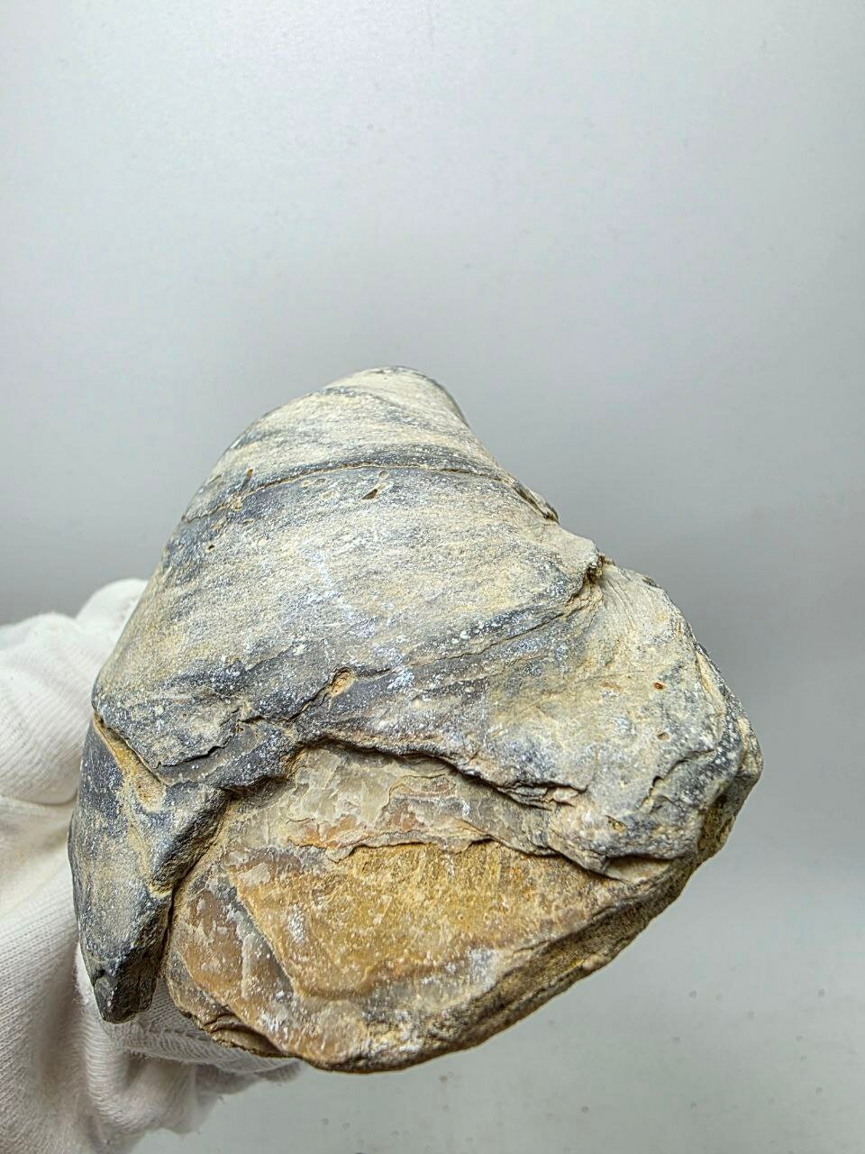 Окаменелая устрица Gryphaea, 100 мм, 420 г.