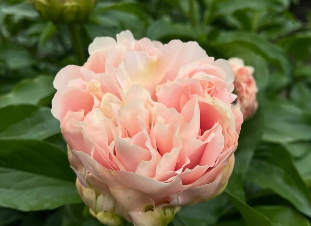 Пион Pastelorama (Пастелорамма)