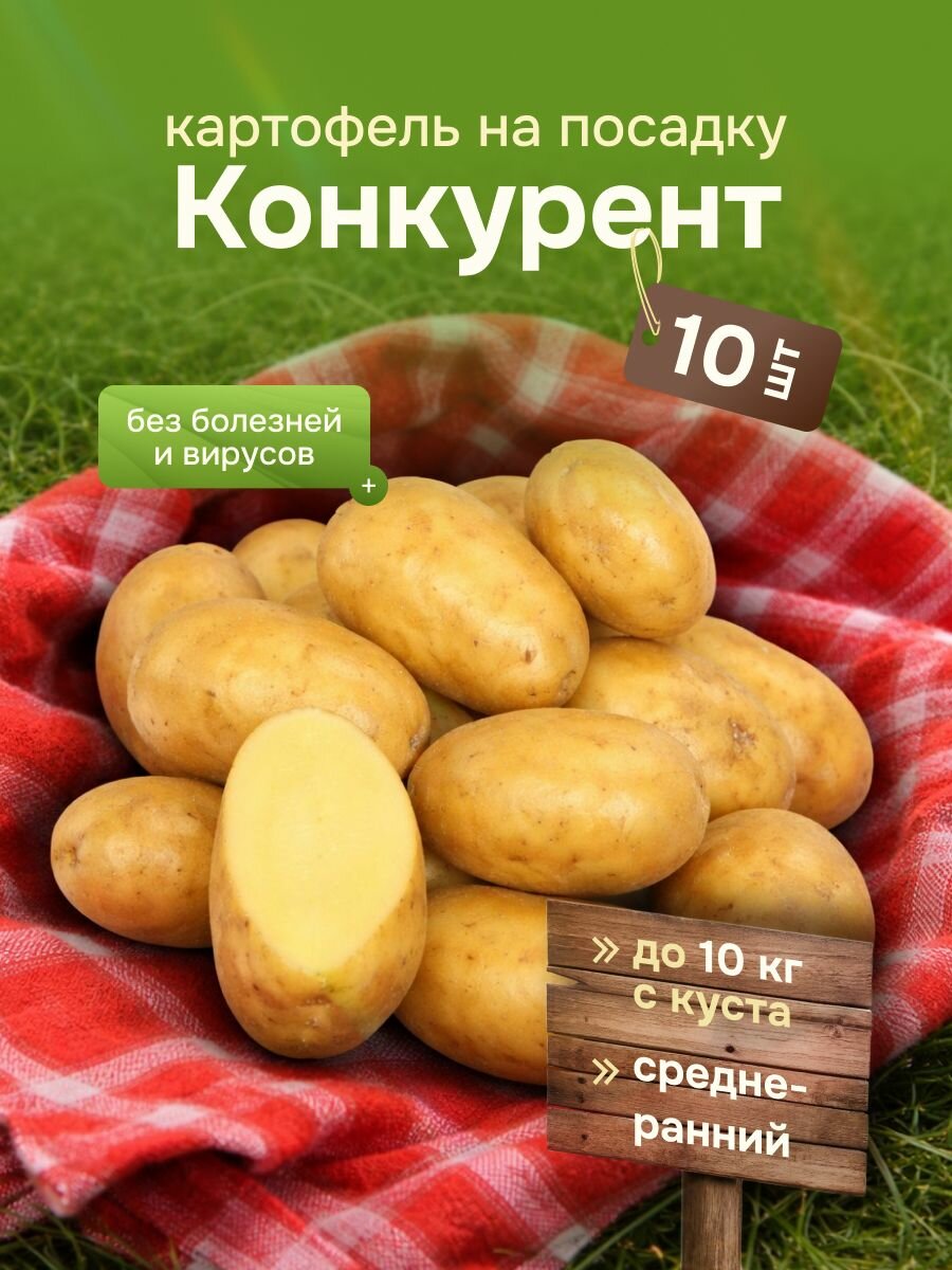 Семенной картофель на посадку Конкурент 10 шт (среднеранний)