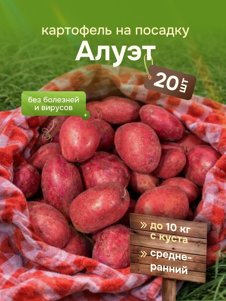 Семенной картофель на посадку Алуэт 20 шт (среднеранний)