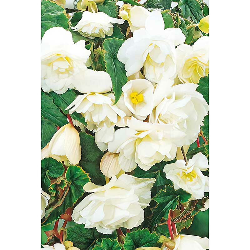 Клубень - бегония Пендула Белая ( каскадная )1 шт , Садовита