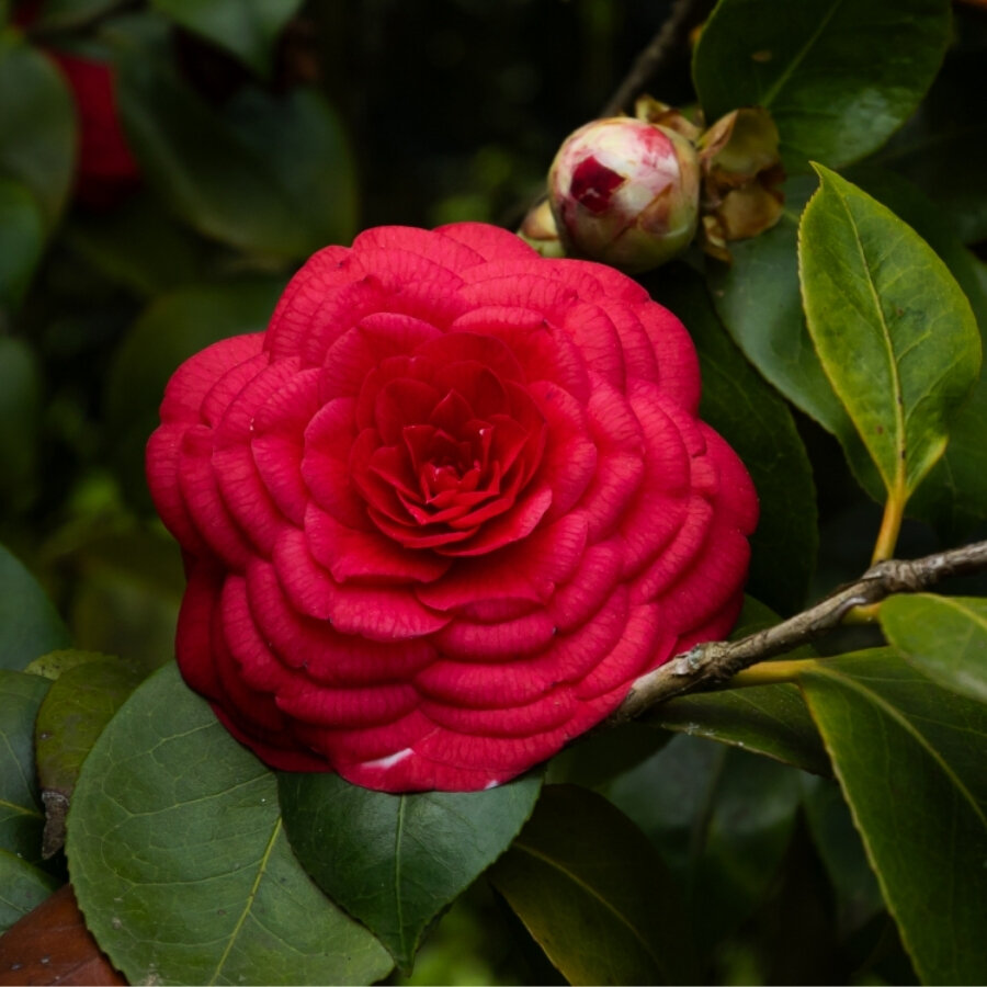 Камелия японская Маргерита Колеони (1 саженец в горшке Р9), Нидерланды