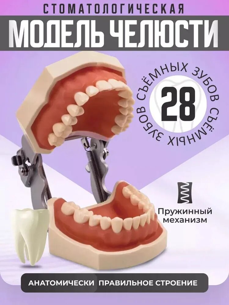 Анатомическая модель