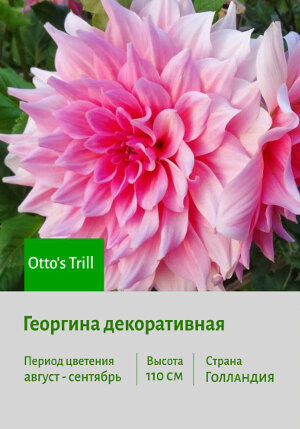 Георгина декоративная Отто Трилл (Otto's Trill) 1 шт. Сотка