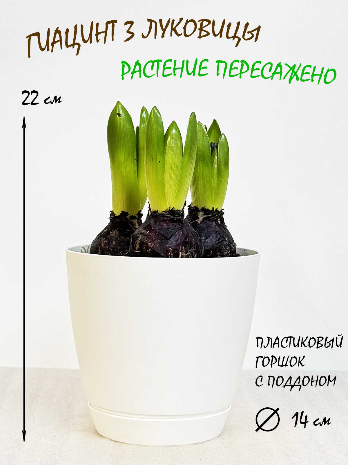 Гиацинт в белом пластиковом горшке с поддоном, высота 15-25см