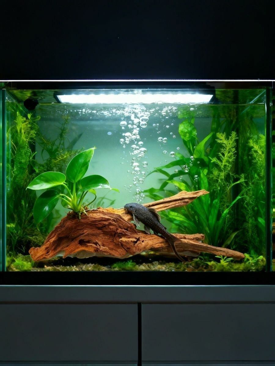 Коряга кизила для аквариума и террариума, натуральная природная декорация/Креветкин дом