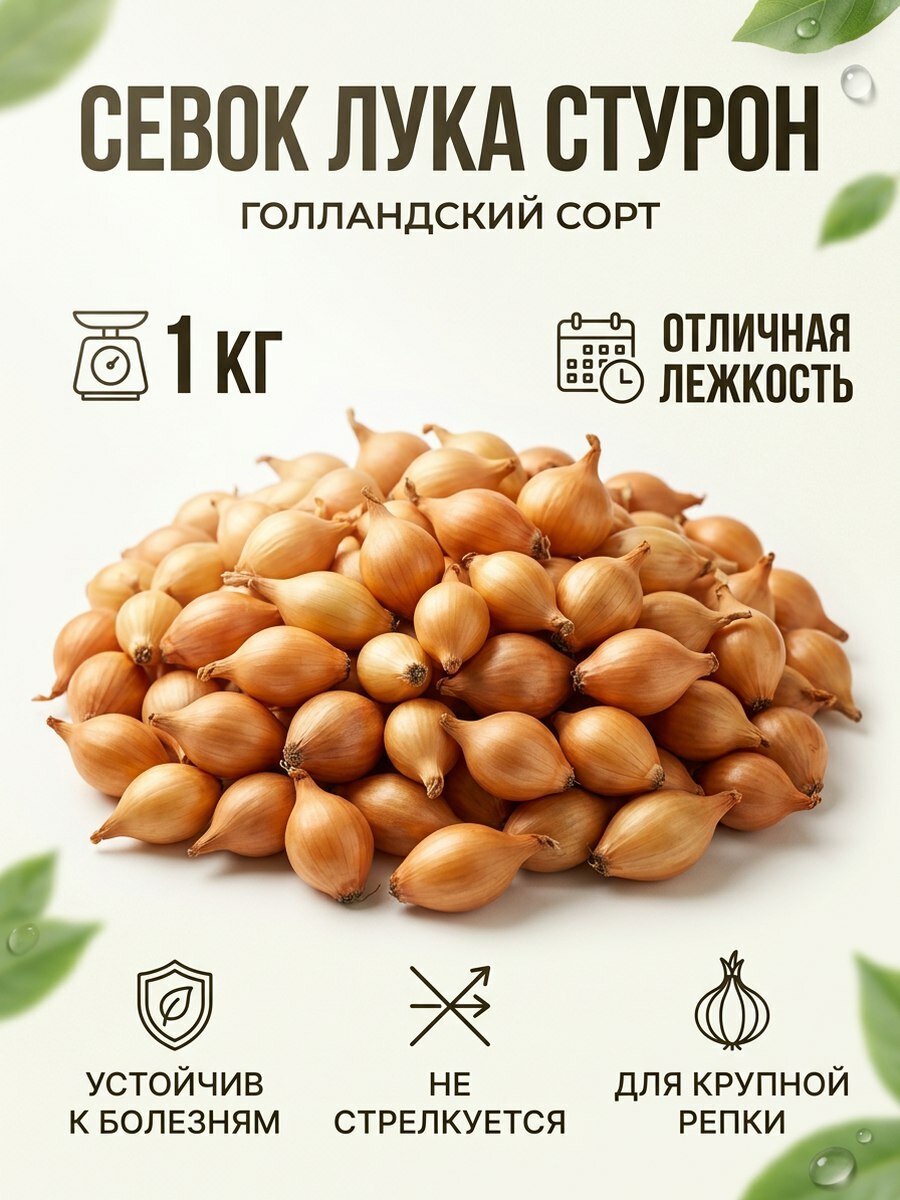 Лук-севок Стурон Sturon 1кг / на репку крупный / Сорт лука Стурон для посадки / Лук под зиму и весной / Голландский 1 кг