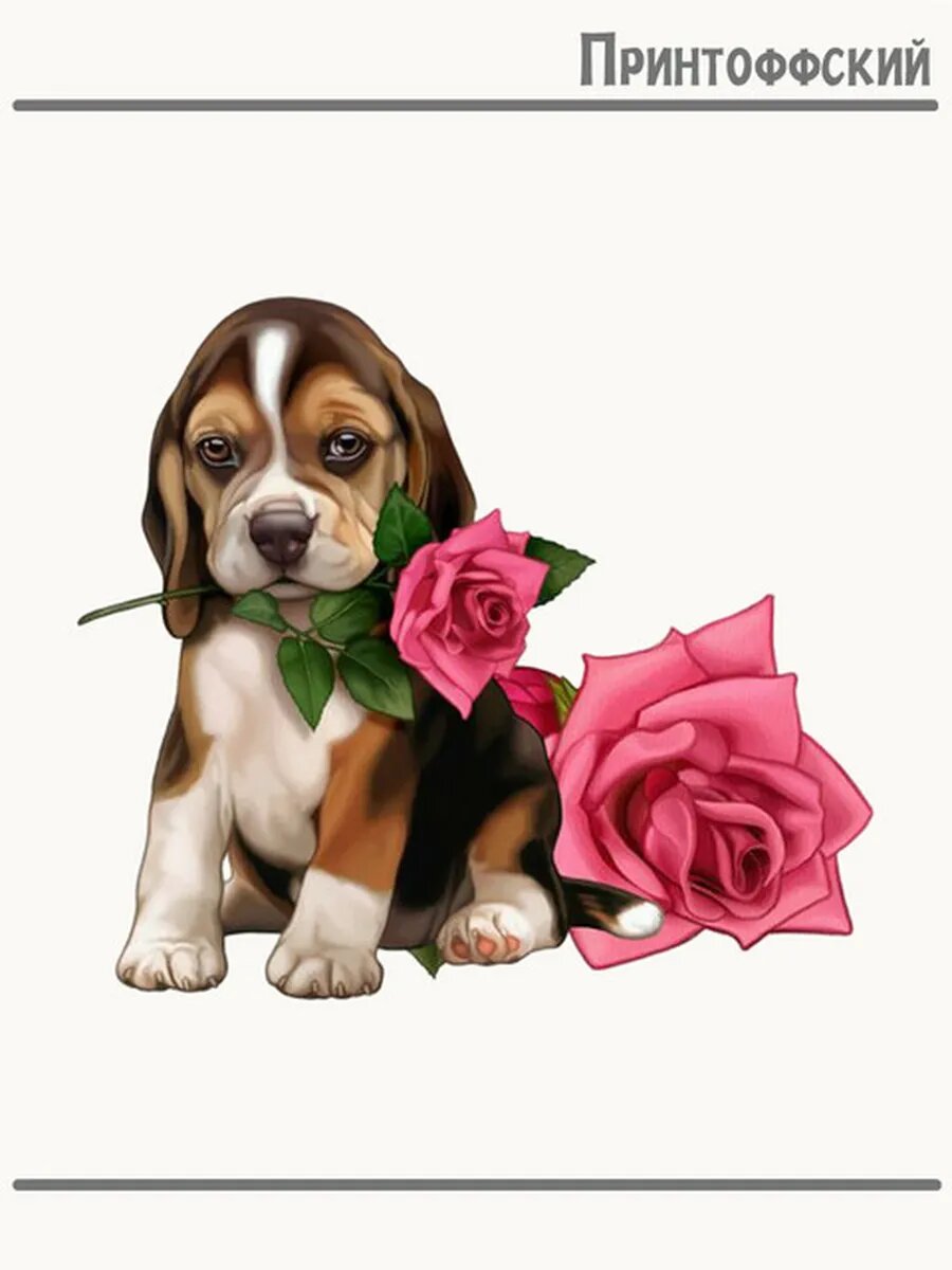 Термонаклейка для одежды и аксессуаров DTF-печать dog собака с розовой розой pink rose