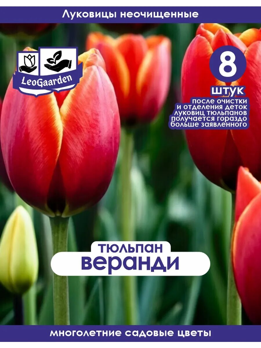 Тюльпан Луковица, Веранди, 8+ шт