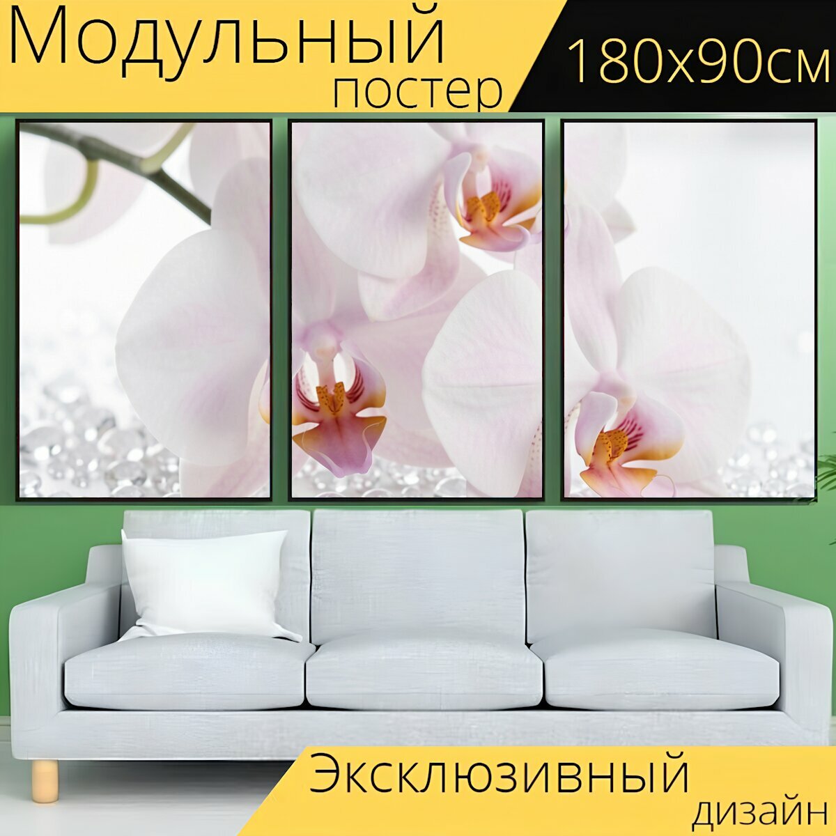 Модульный постер "Нежные орхидеи на каплях воды. Изящные светлые цветы с розово-белыми лепестками и золотистыми сердцевинами на." 180 x 90 см. для интерьера на стену в тубусе