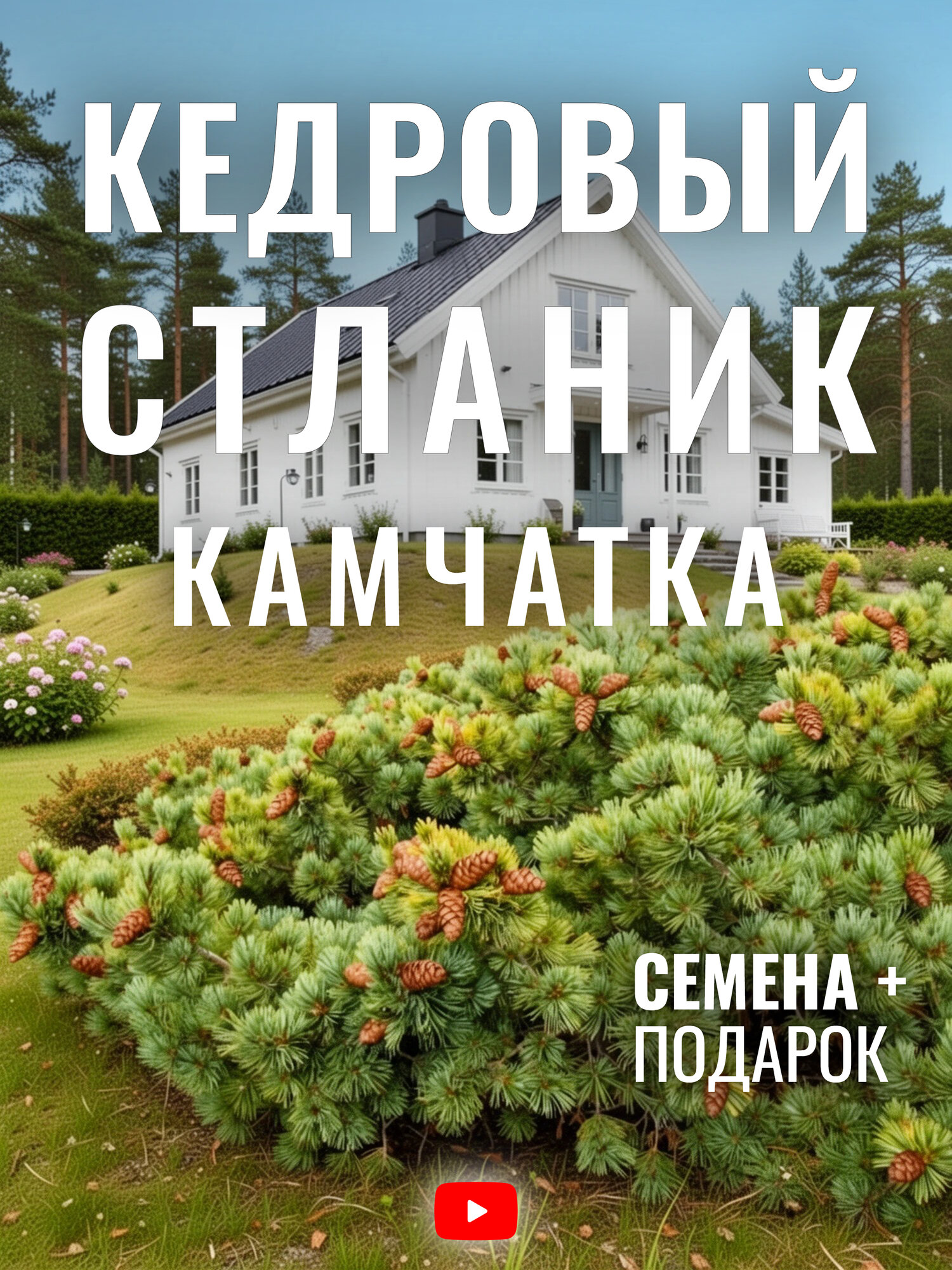 Кедровый стланик Камчатка, Семена, 20 шт, семена хвойных растений