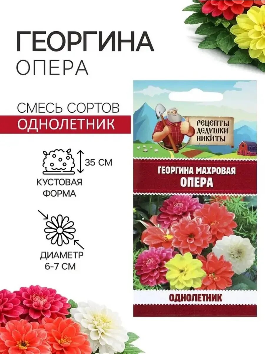 Цветущие георгины махровые для ярких клумб