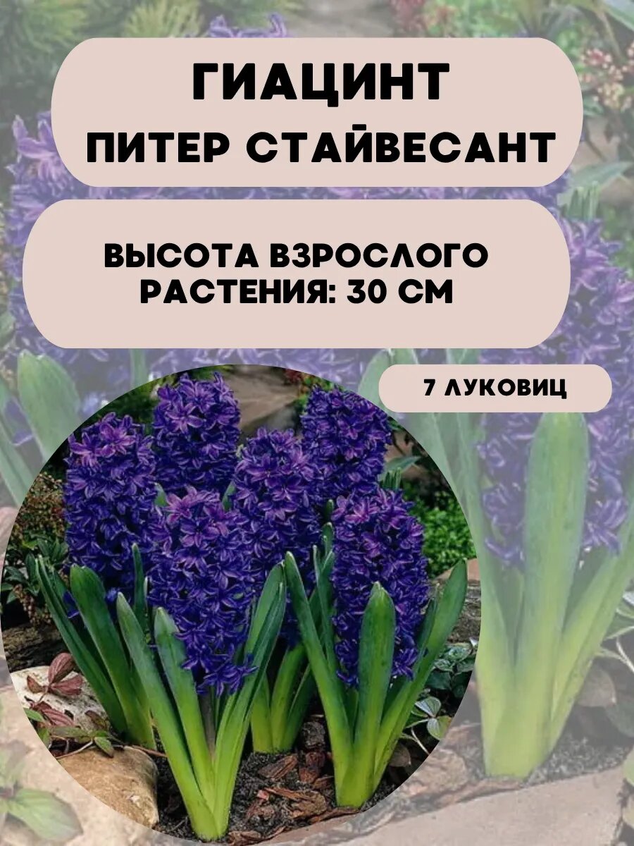 Гиацинт многолетний Луковицы растений