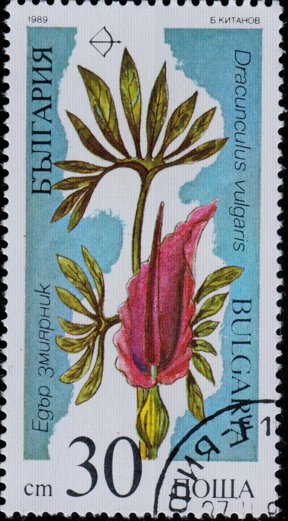(1989-013) Марка Болгария "Дракункулюс обыкновенный" Исчезающие растения III