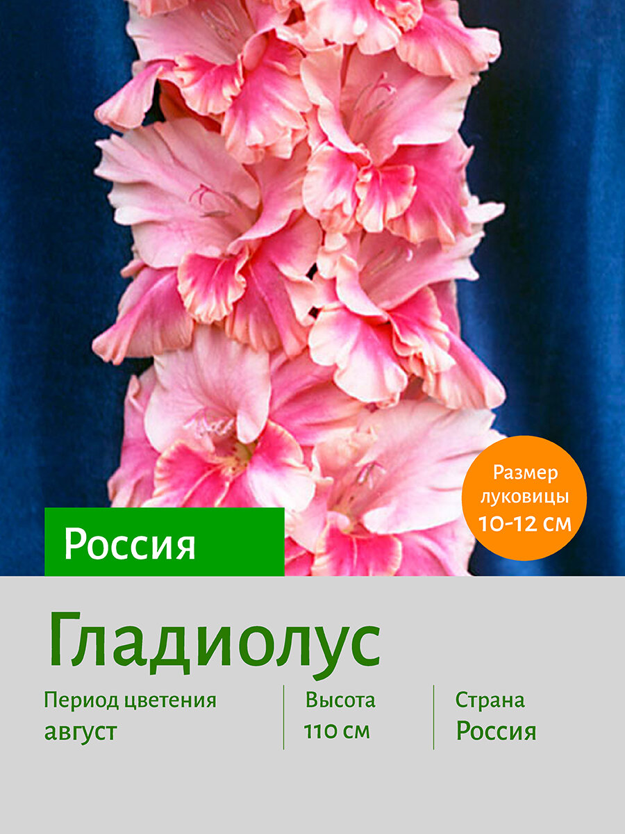 Гладиолус Россия (Russia) луковицы 1 шт сотка