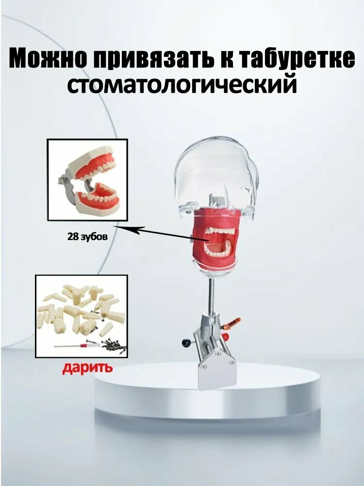 Модель головы стоматологического симулятора на 28 зубов