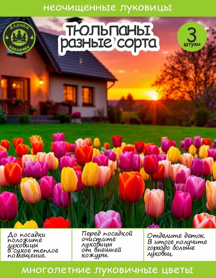 Тюльпан луковичные цветы, Микс сортов 3 шт