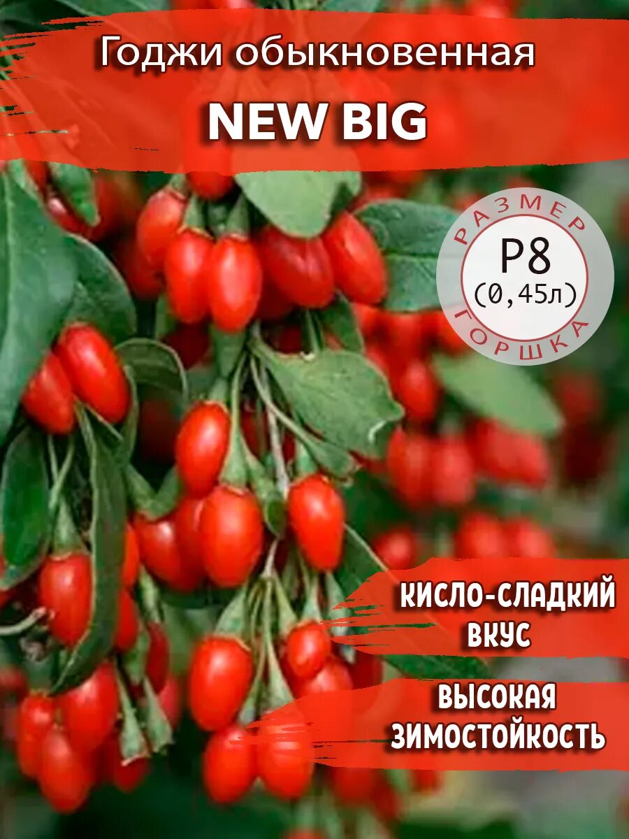 Годжи New Big Садовые Растения, многолетнее, красный, до 1 г