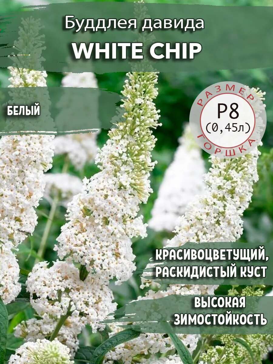 Буддлея давида White Chip