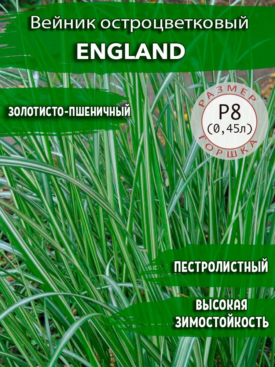 Вейник остроцветковый "England", многолетник, до 140см, морозостойкий, желтолистный