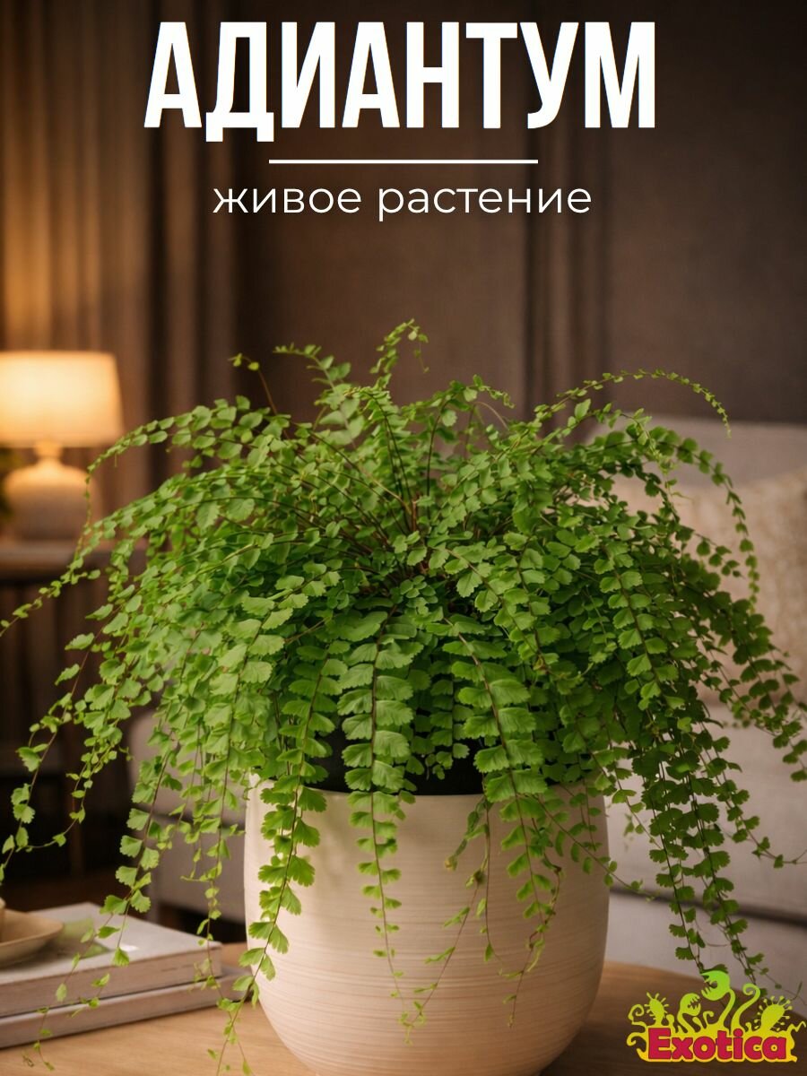 Папоротник Адиантум Хвостатый (Adiantum Caudatum) D12см, живой цветок