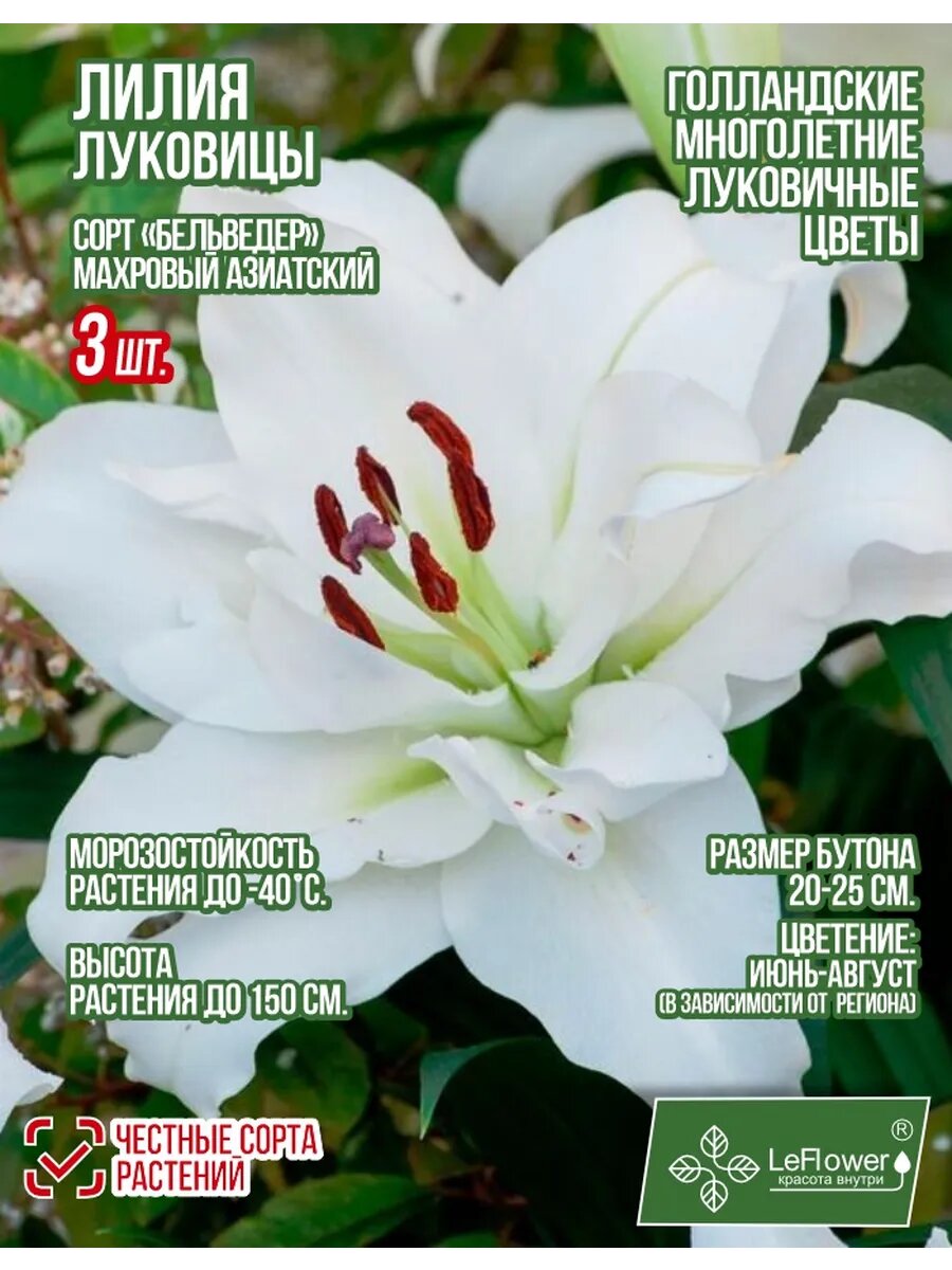 Лилия Луковица, Бельведер, 3 шт