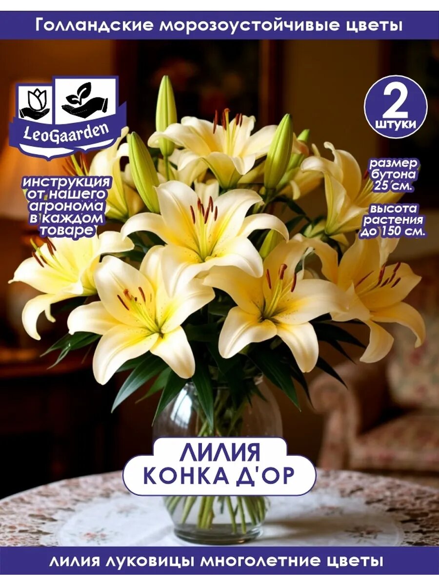 Лилия Луковица, Конка Д'Ор, 2 шт
