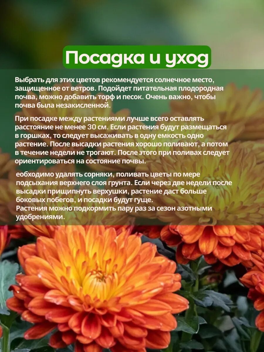 Хризантема Аврора — фото 1
