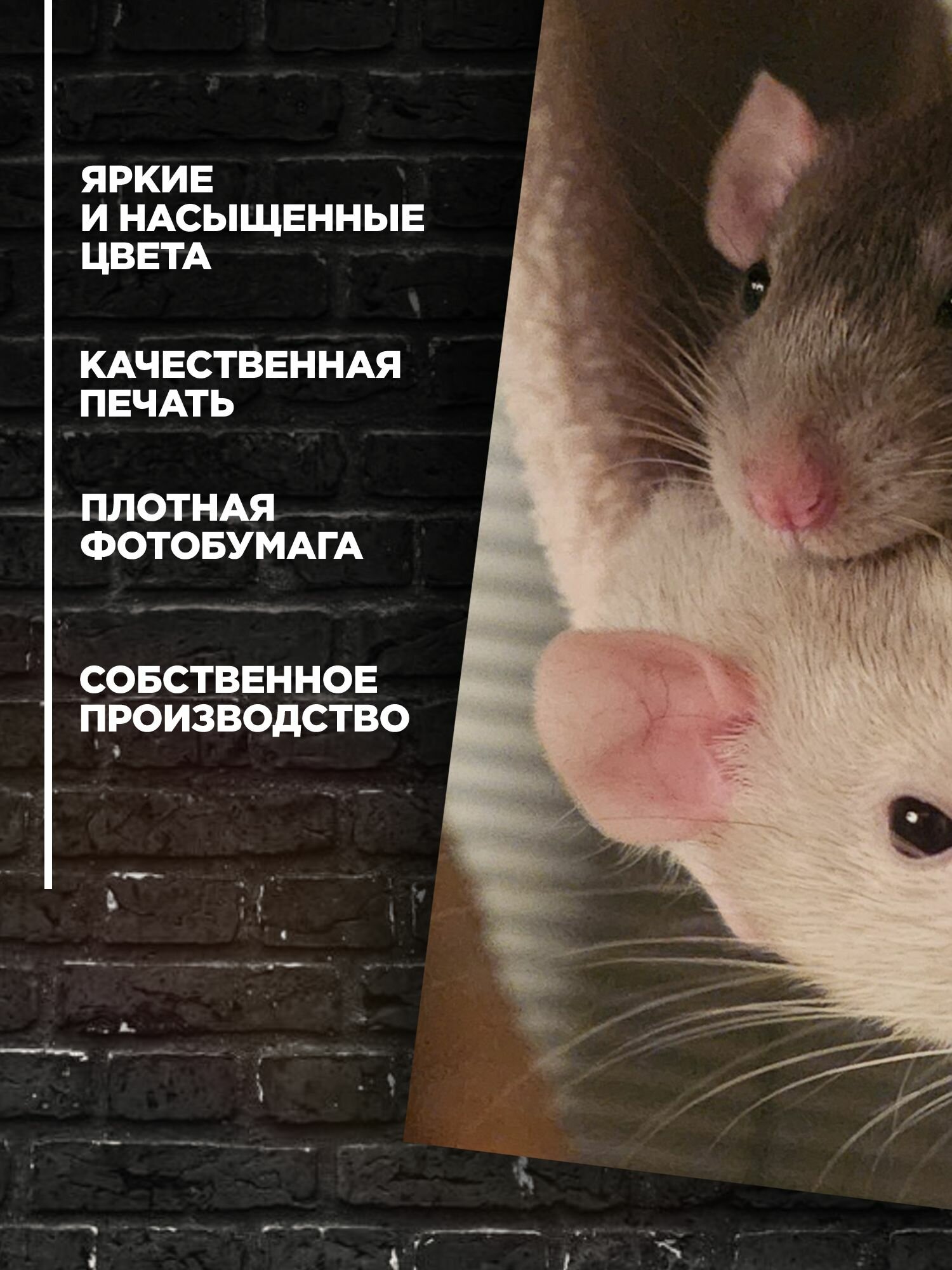 Постер Крысы, Эстетика — фото 1