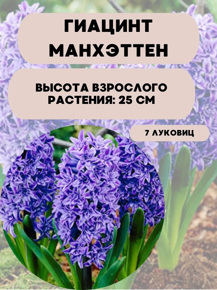 Гиацинт многолетний Луковицы растений