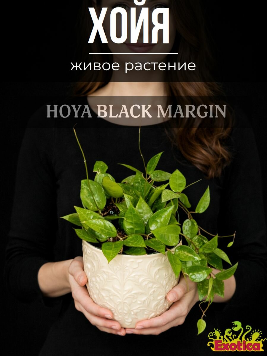 Хойя Паразитика Блэк Маржин (Hoya parasitica Black Margin) D12см, живой цветок