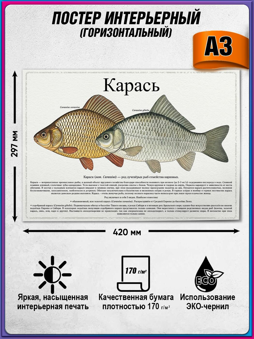 Постер интерьерный "Карась", плакат, подарок на День рыбака / А-3 (42x30 см.)