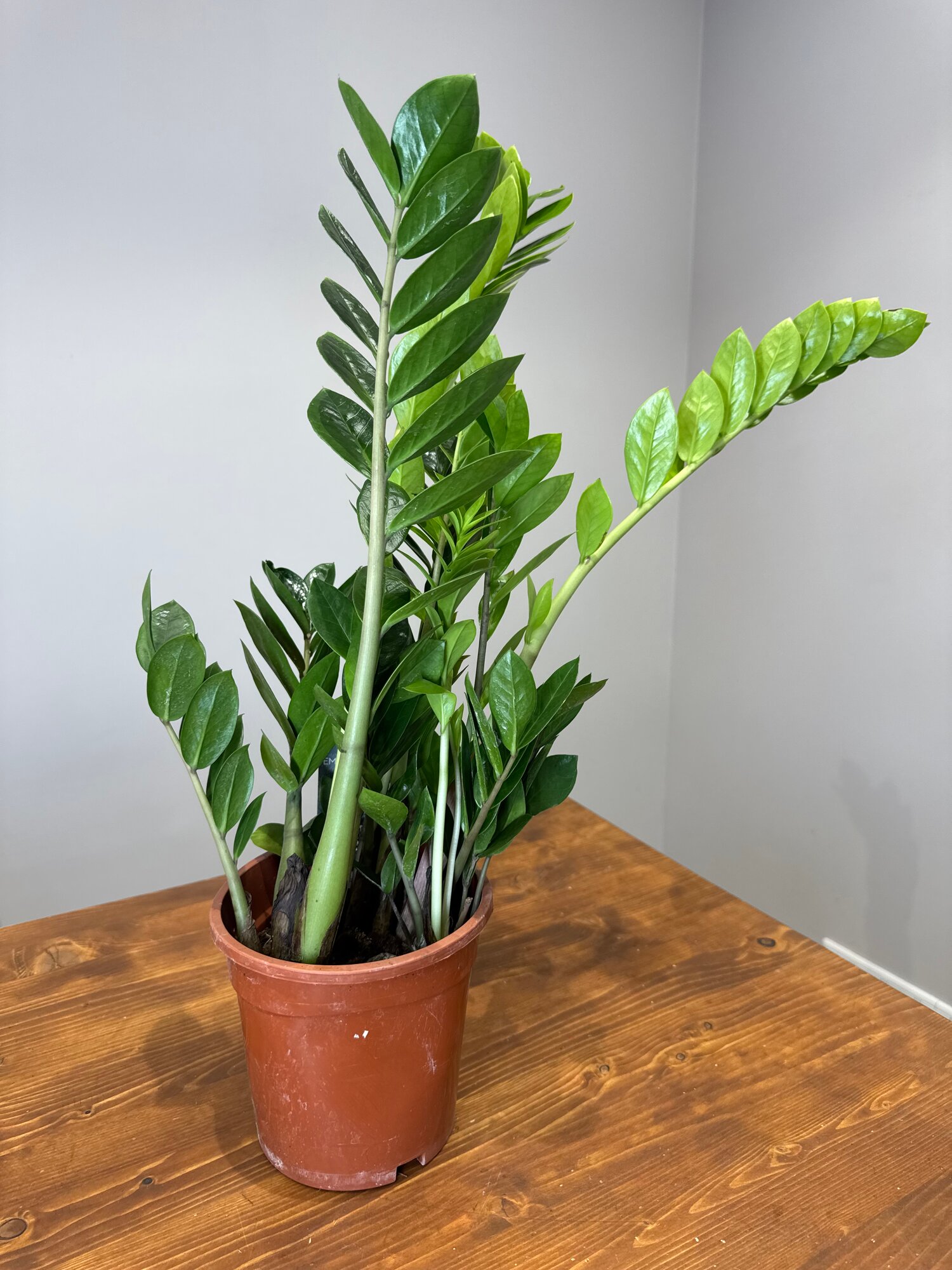 Комнатное растение Замиокулькас "Долларовое дерево", горшок 17см