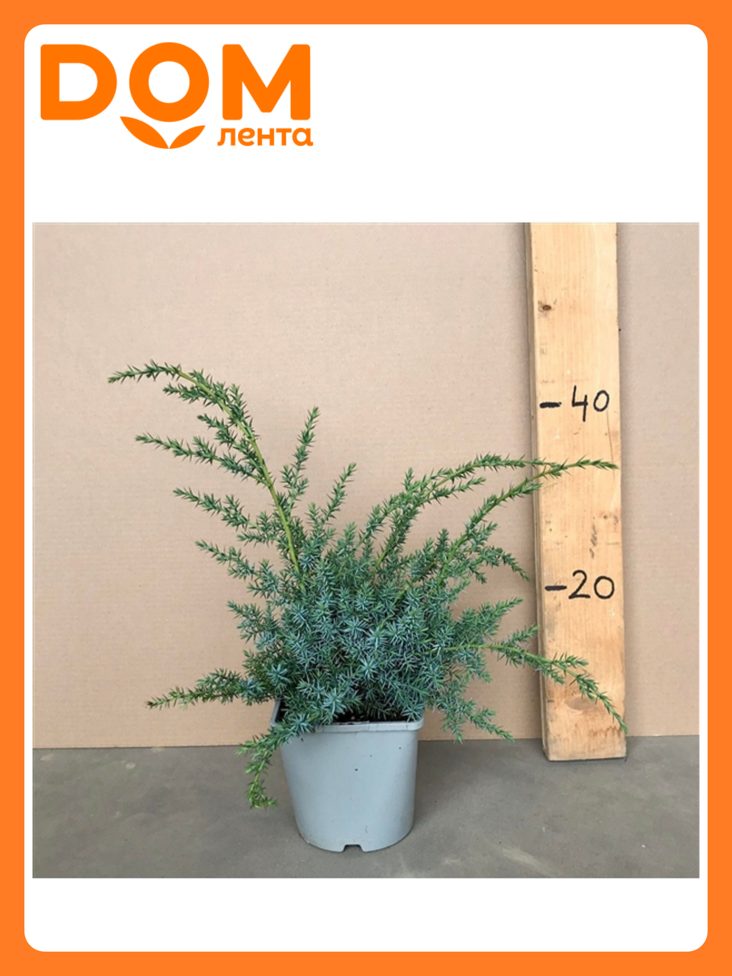 Можжевельник "Блю Альпс", С2, h25-30, многолетнее, декоративный, неприхотливый