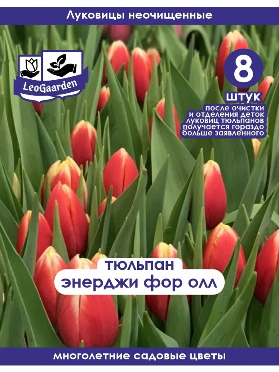 Тюльпан Луковица, Энерджи Фор Ол, 8+шт