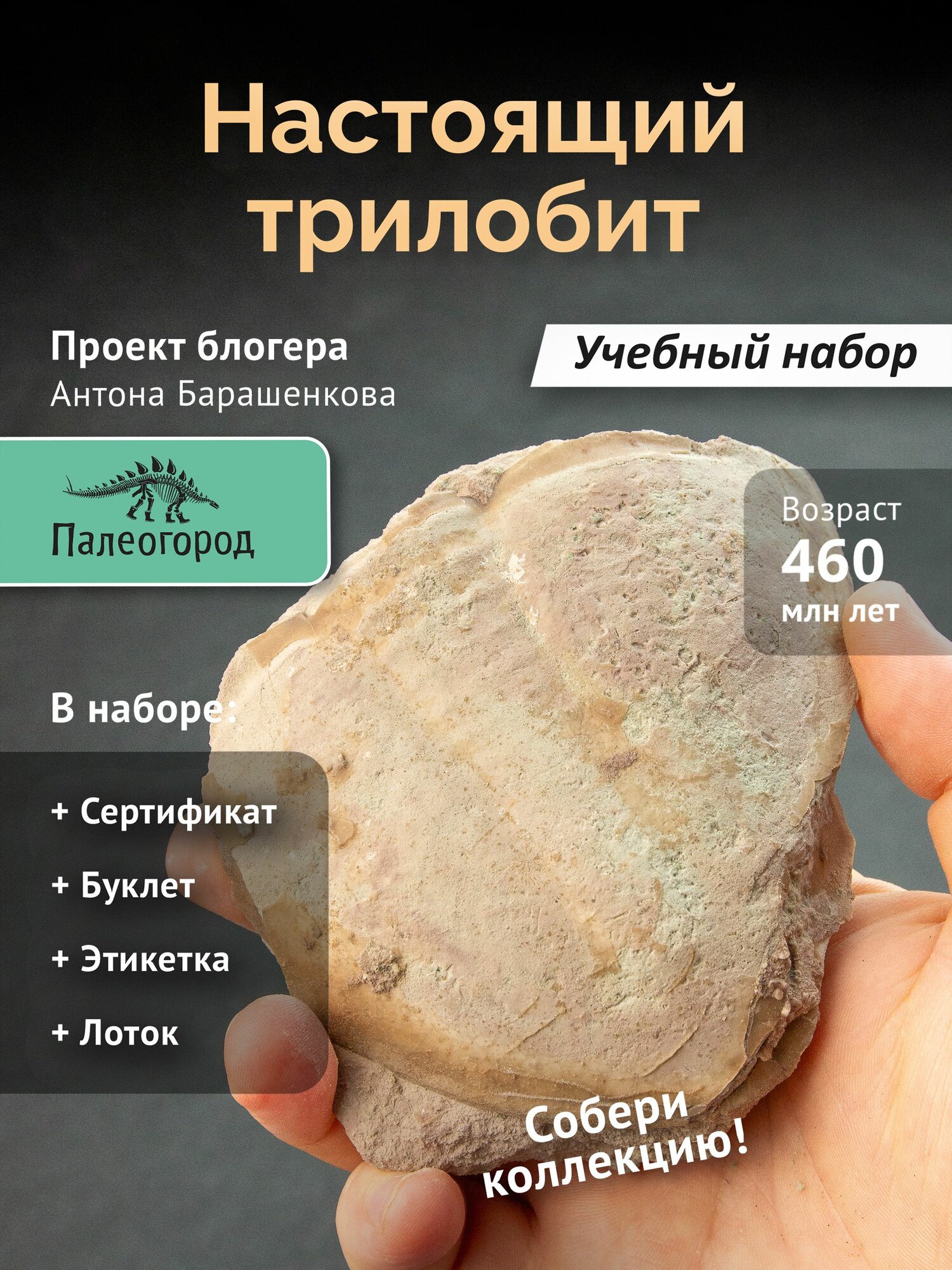 Набор палеонтолога (образец №536). Хвост гигантского трилобита Megistaspis, G. Необычный подарок мальчику, девочке, подростку. Опыты и раскопки.