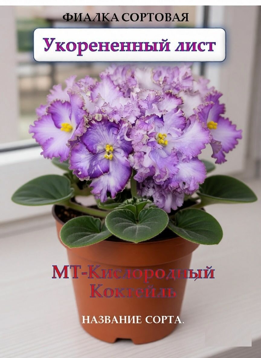 Фиалка комнатная сорт МТ-Кислородный Коктейль (укорен. лист)