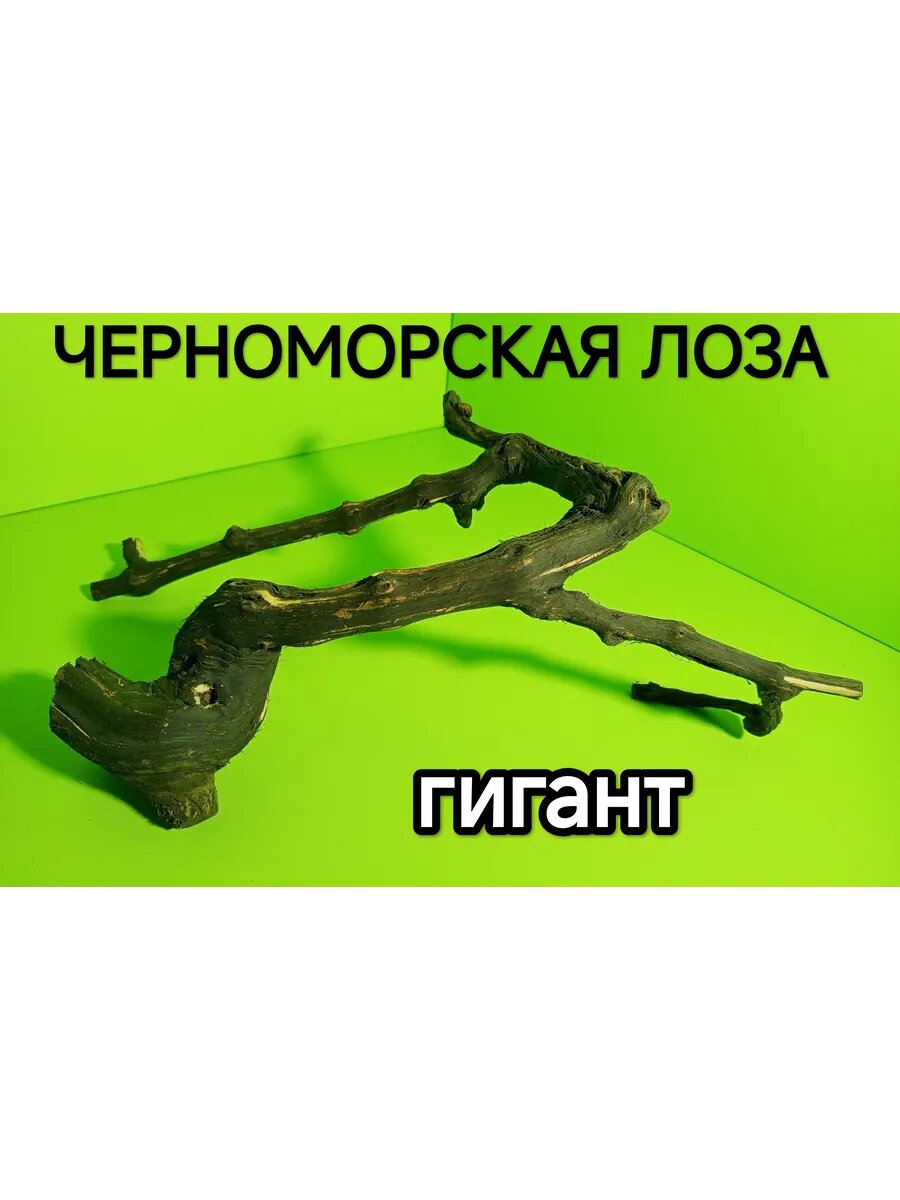 Виноградная лоза черноморская большая для аквариума, террари