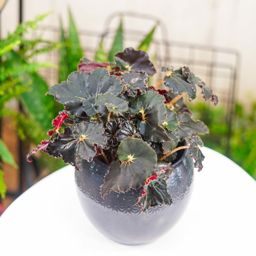 Бегония Черная Мамба (Begonia Rex Dark Mambo) D12см, живое растение