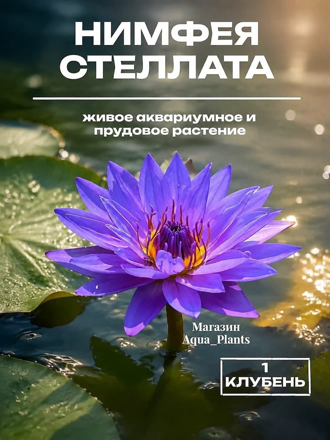 Нимфея стеллата оливковая прудовое растение 1 шт