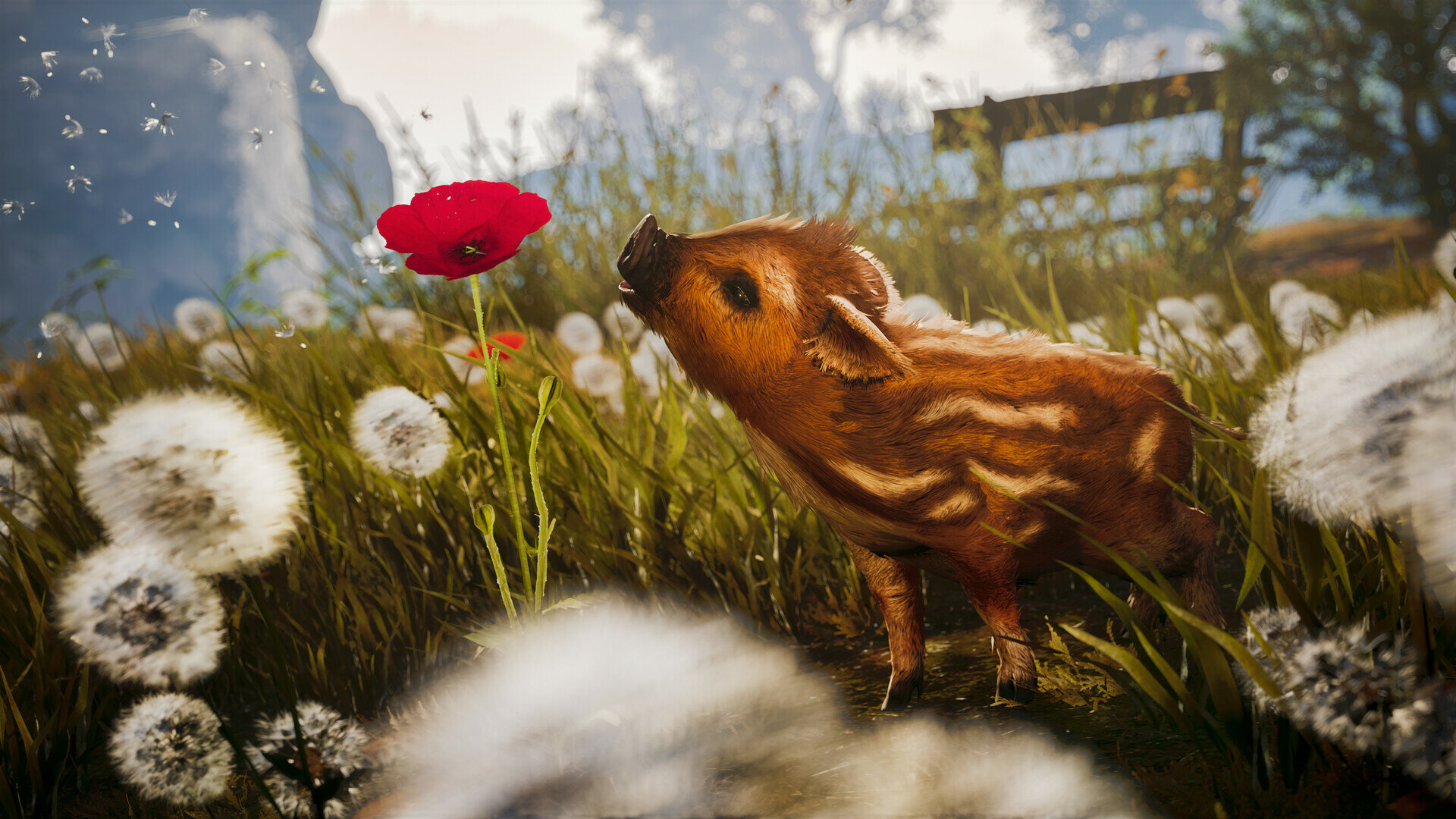 Adorable Adventures, Все страны — фото 1