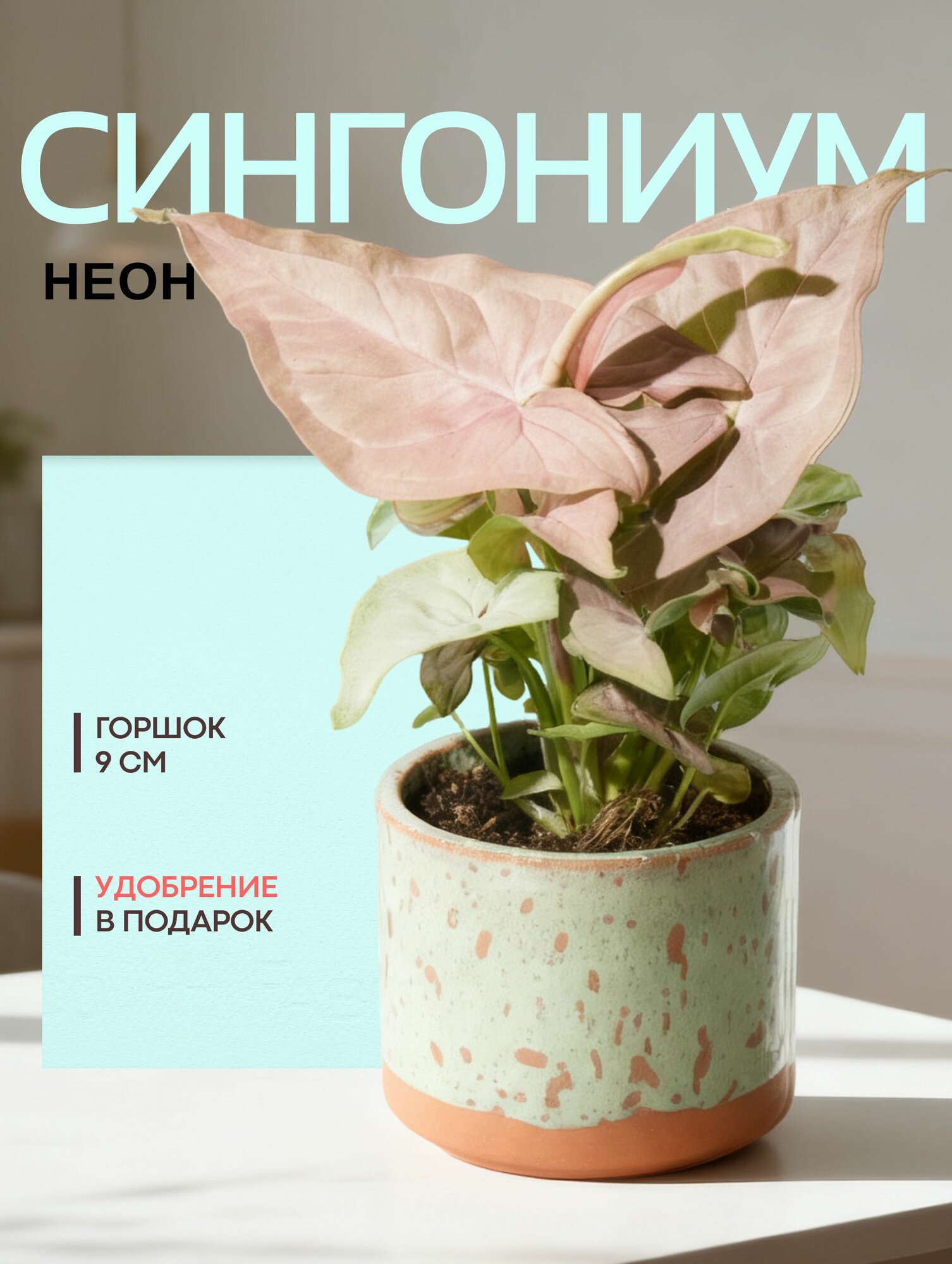 Сингониум Неон живое комнатное растение